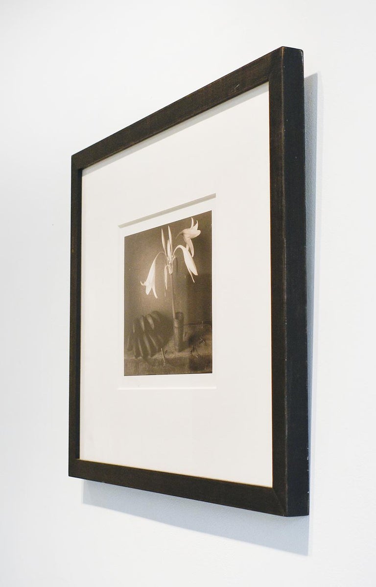 David Halliday - Lilies and Plantains: Sepia Toned Still Life ...