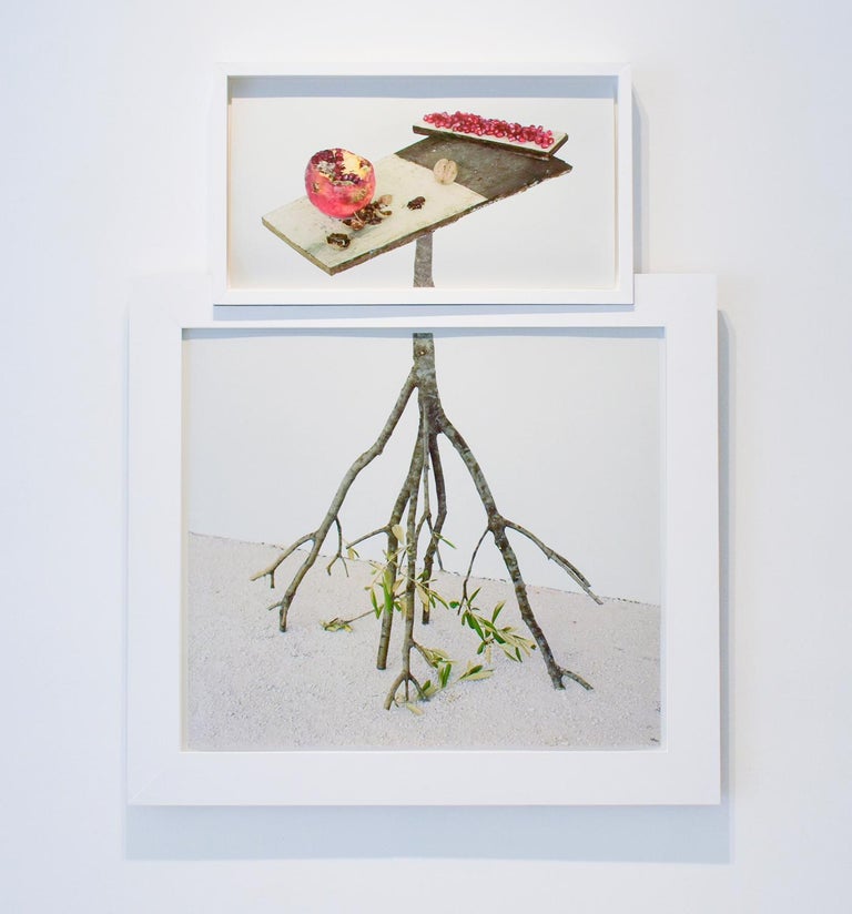 David Halliday - Pomegranates and Walnuts: Framed Still Life Photograph ...