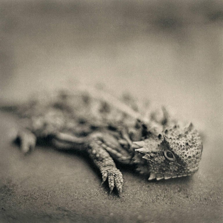 David Johndrow - Horned Toad For Sale at 1stDibs | hornkröte
