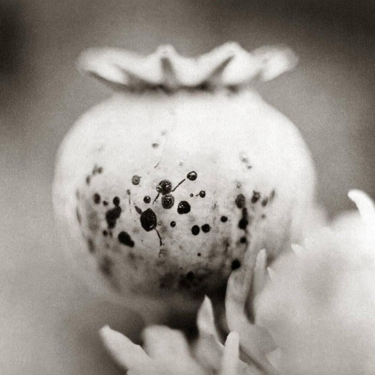 David Johndrow - Opium For Sale at 1stDibs