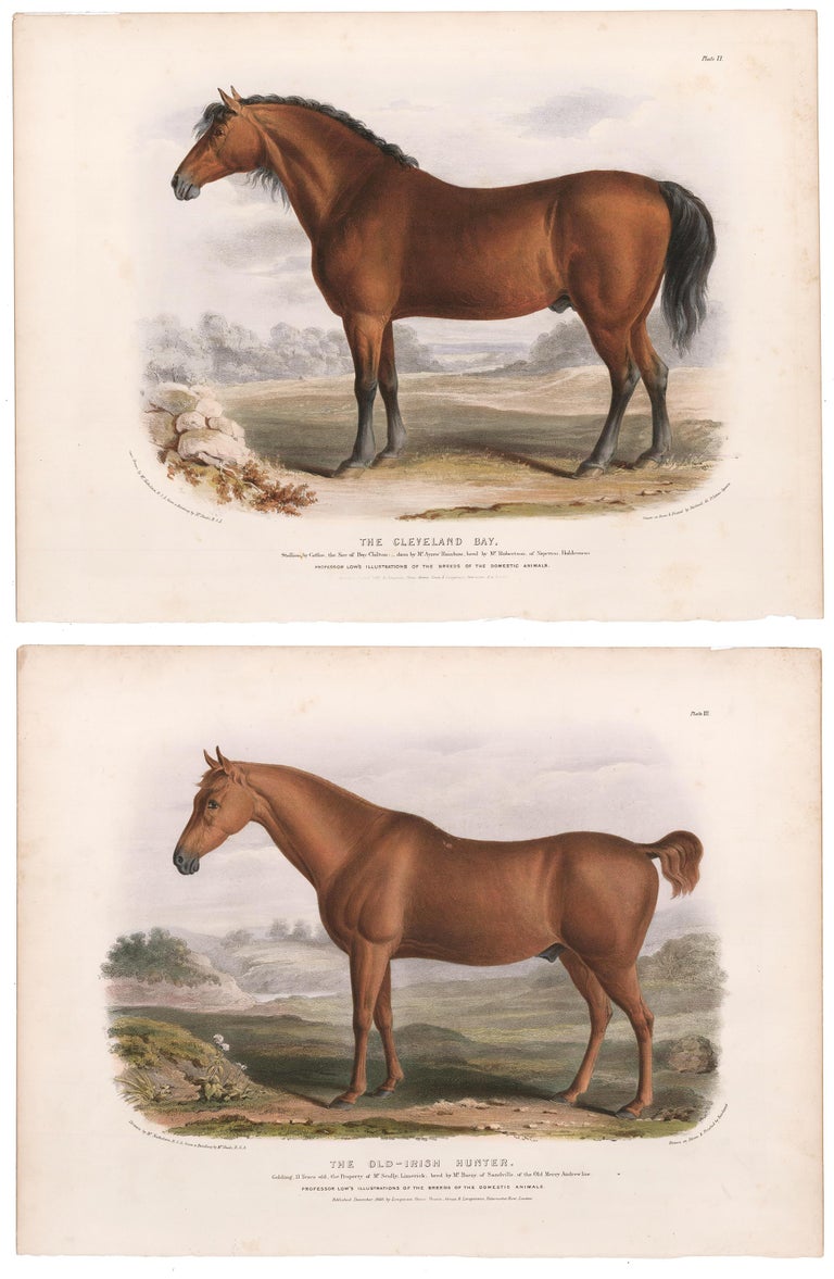 David Low - Pair of Horse Lithographs For Sale at 1stDibs