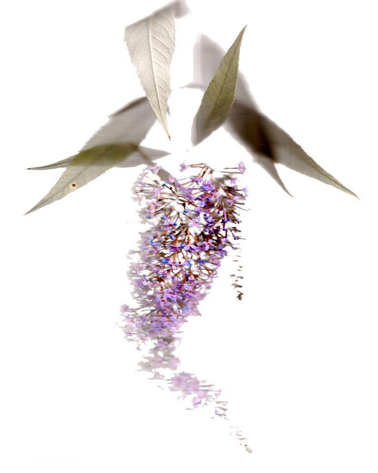 David McCrae - Buddleia, Photograph, Archival Ink Jet For Sale at 1stDibs