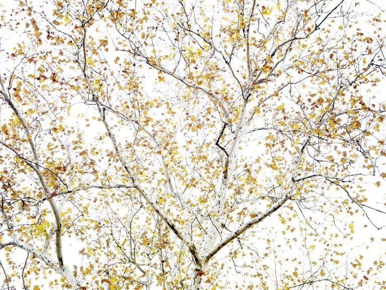 David Reinfeld - Traditional 14 - Autumn tree, yellow leaves speckled ...