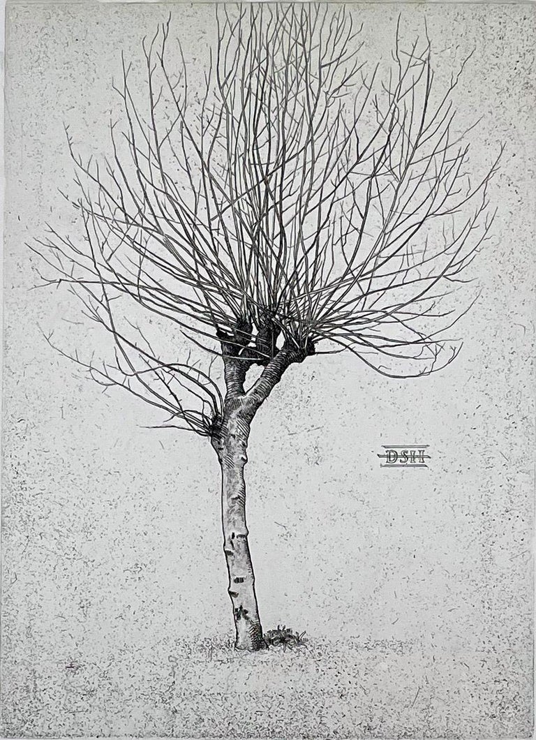David Smith-Harrison - Plane Tree B For Sale at 1stDibs