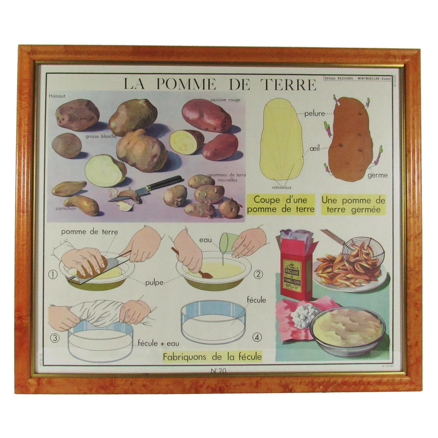 Vintage French La Pomme De Terre Classroom Poster For Sale at 1stDibs