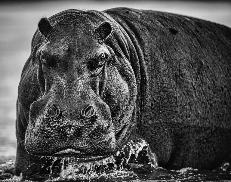 David Yarrow - Balls For Sale at 1stDibs
