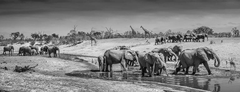 David Yarrow - Before Man For Sale at 1stDibs