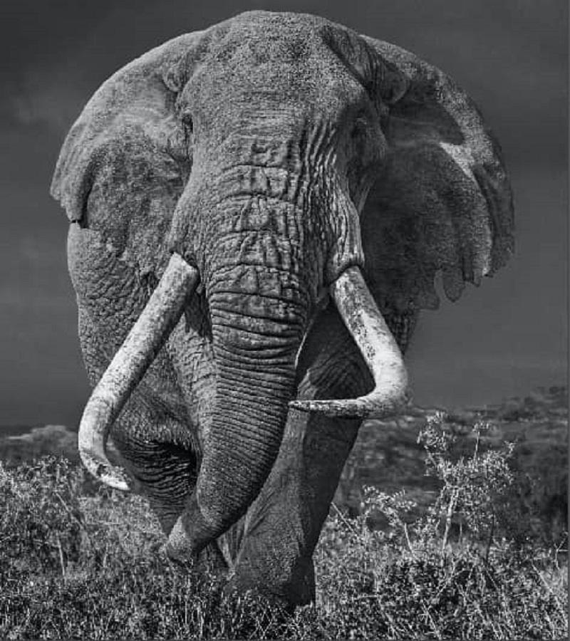 David Yarrow Art - 998 For Sale at 1stDibs | david yarrow photography ...
