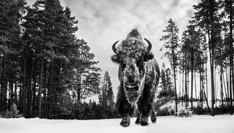 David Yarrow - Forest Grump For Sale at 1stDibs