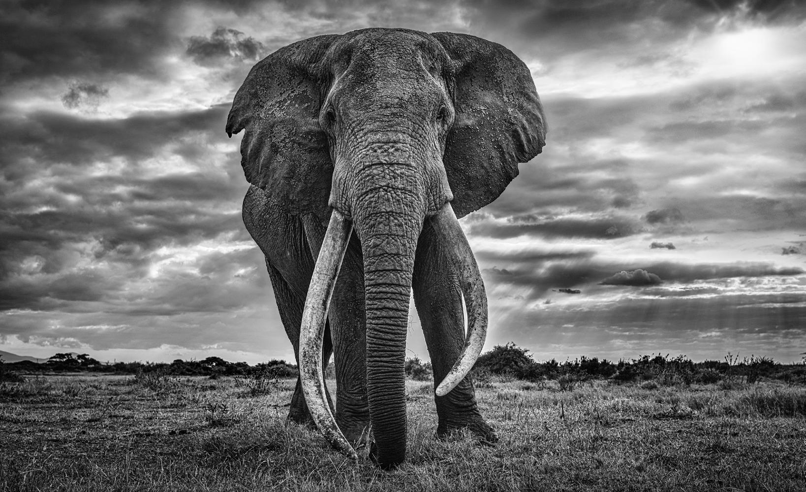 David Yarrow - THE GOOD, THE BAD AND THE ASS at 1stDibs