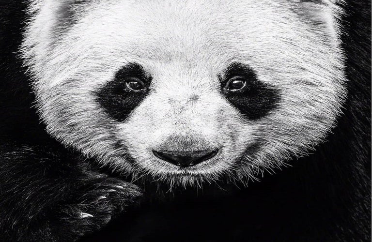 David Yarrow - Kung Fu Panda For Sale at 1stDibs
