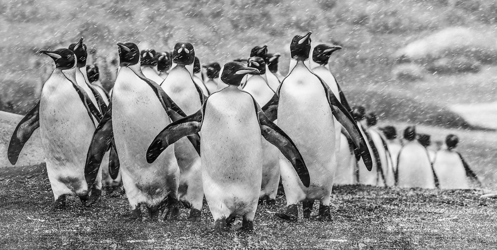 David Yarrow - The Last Supper For Sale at 1stDibs