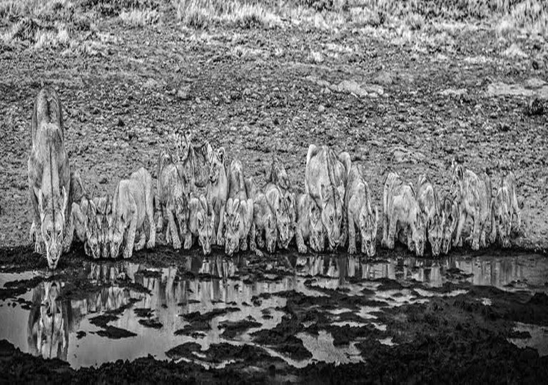 David Yarrow - One For The Road For Sale at 1stDibs