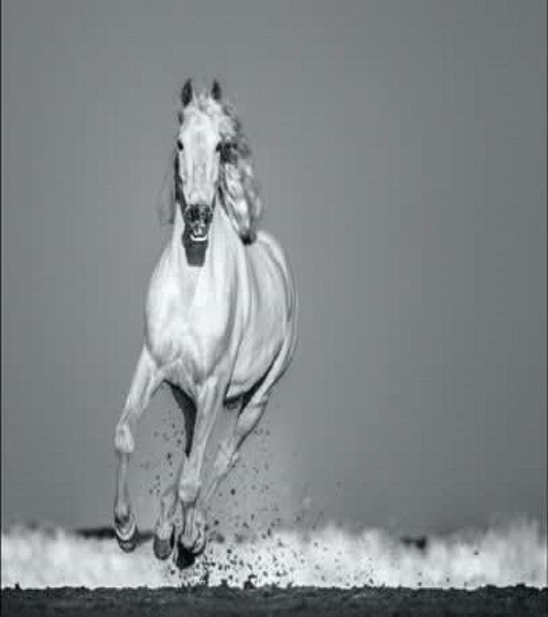 David Yarrow Art - 1,025 For Sale at 1stDibs | david yarrow photography ...