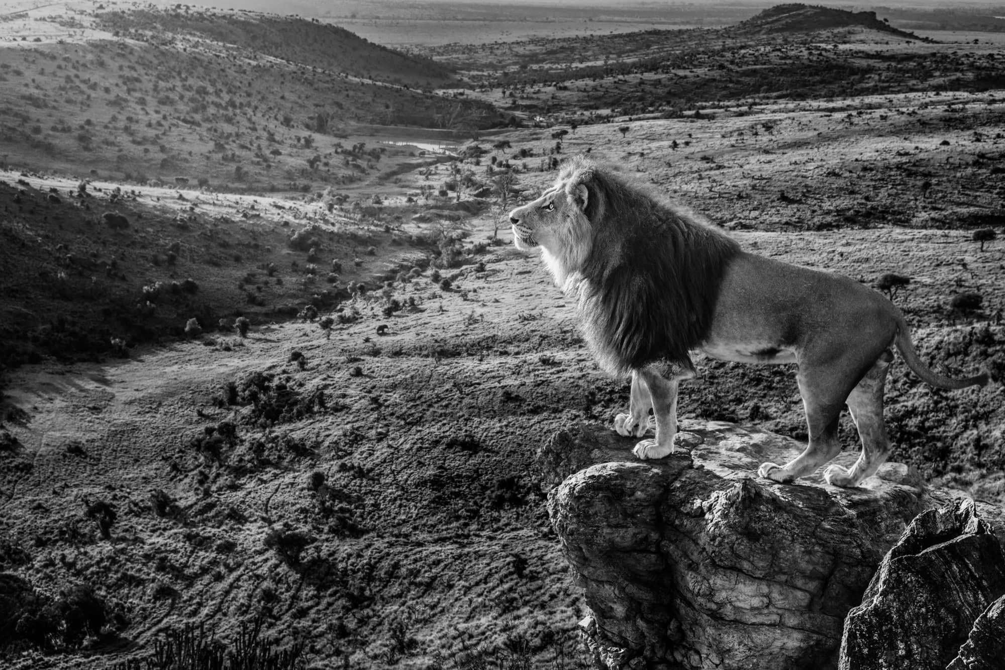 David Yarrow Art - 1,019 For Sale at 1stDibs | david yarrow photography ...