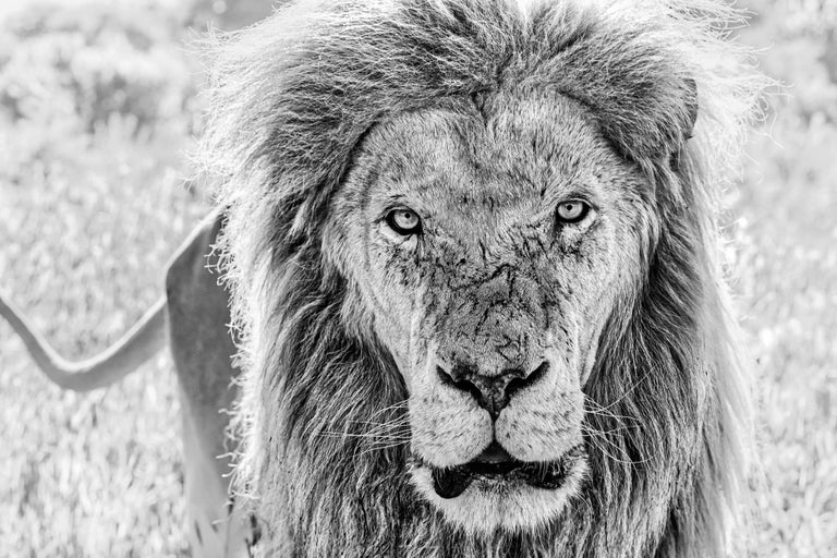 David Yarrow - Scarface For Sale at 1stDibs