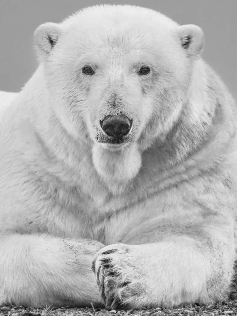 David Yarrow - Statesman For Sale at 1stDibs