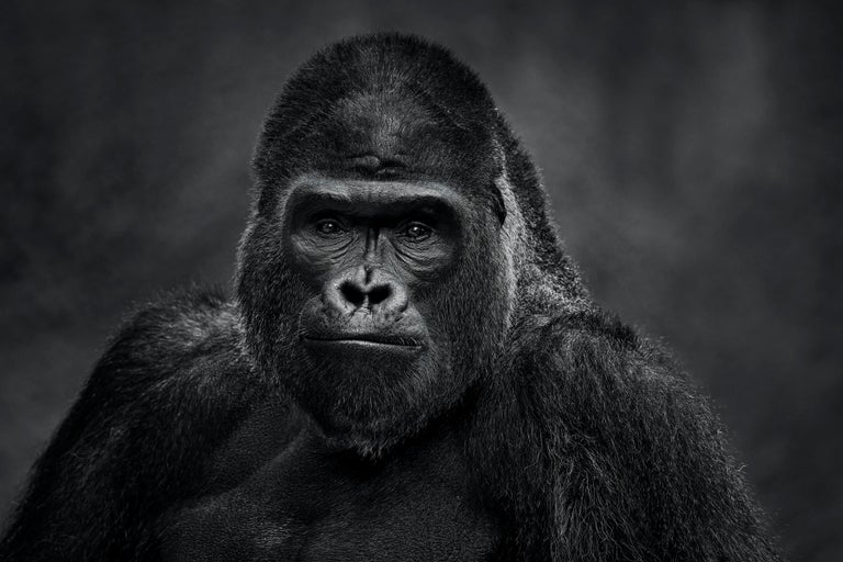David Yarrow - The Senator For Sale at 1stDibs