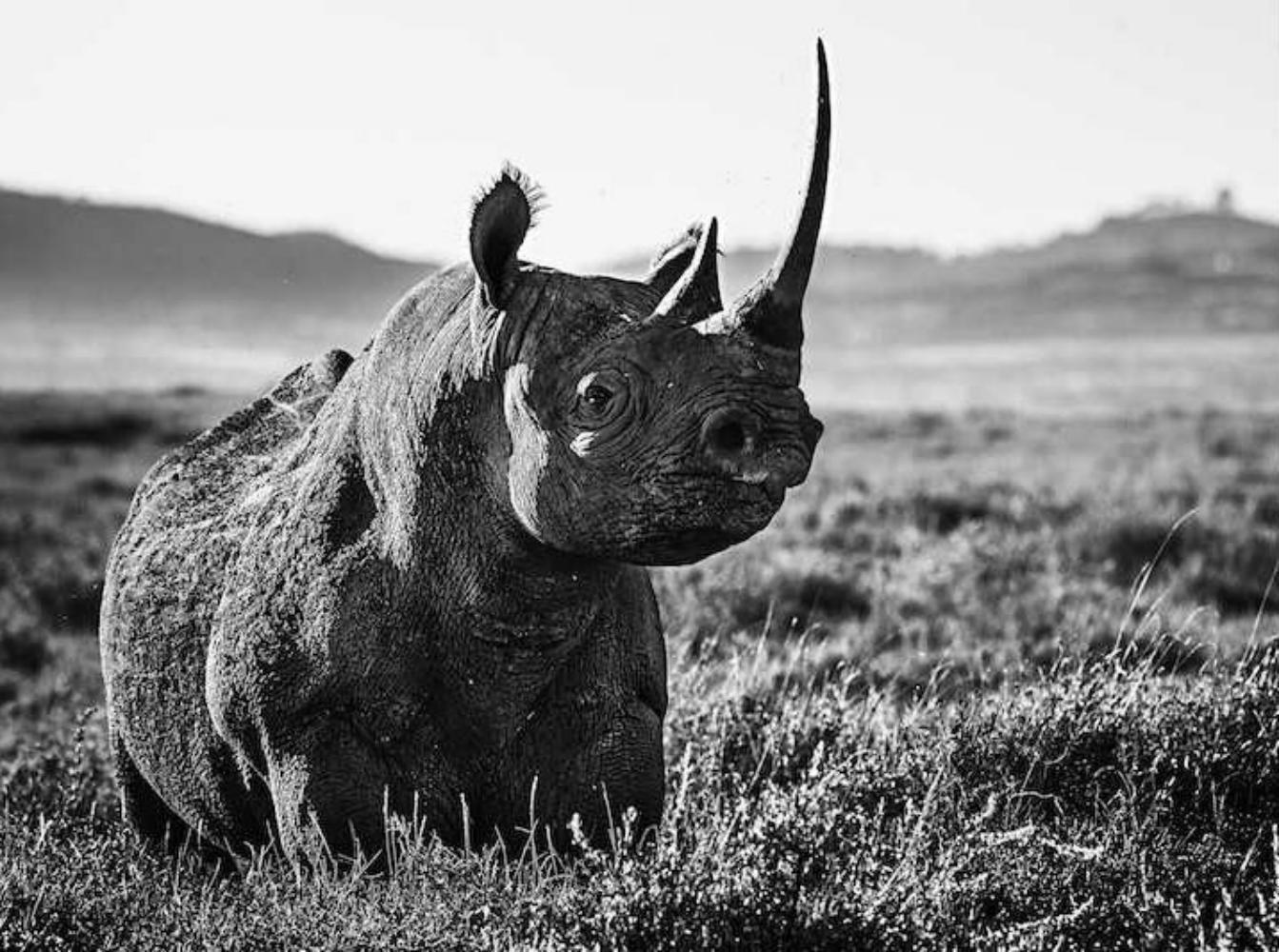 David Yarrow - Keeping Up With The Crouch's, Black and White Animal ...