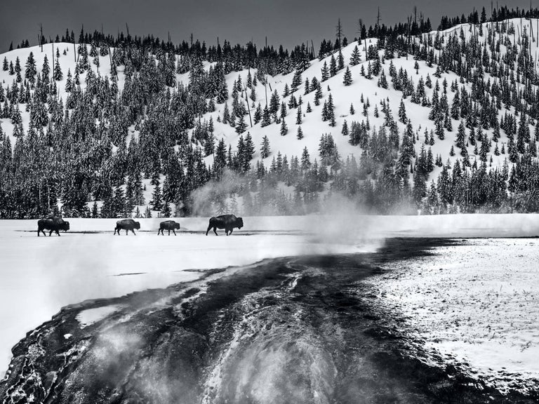 David Yarrow - Yellowstone For Sale at 1stDibs