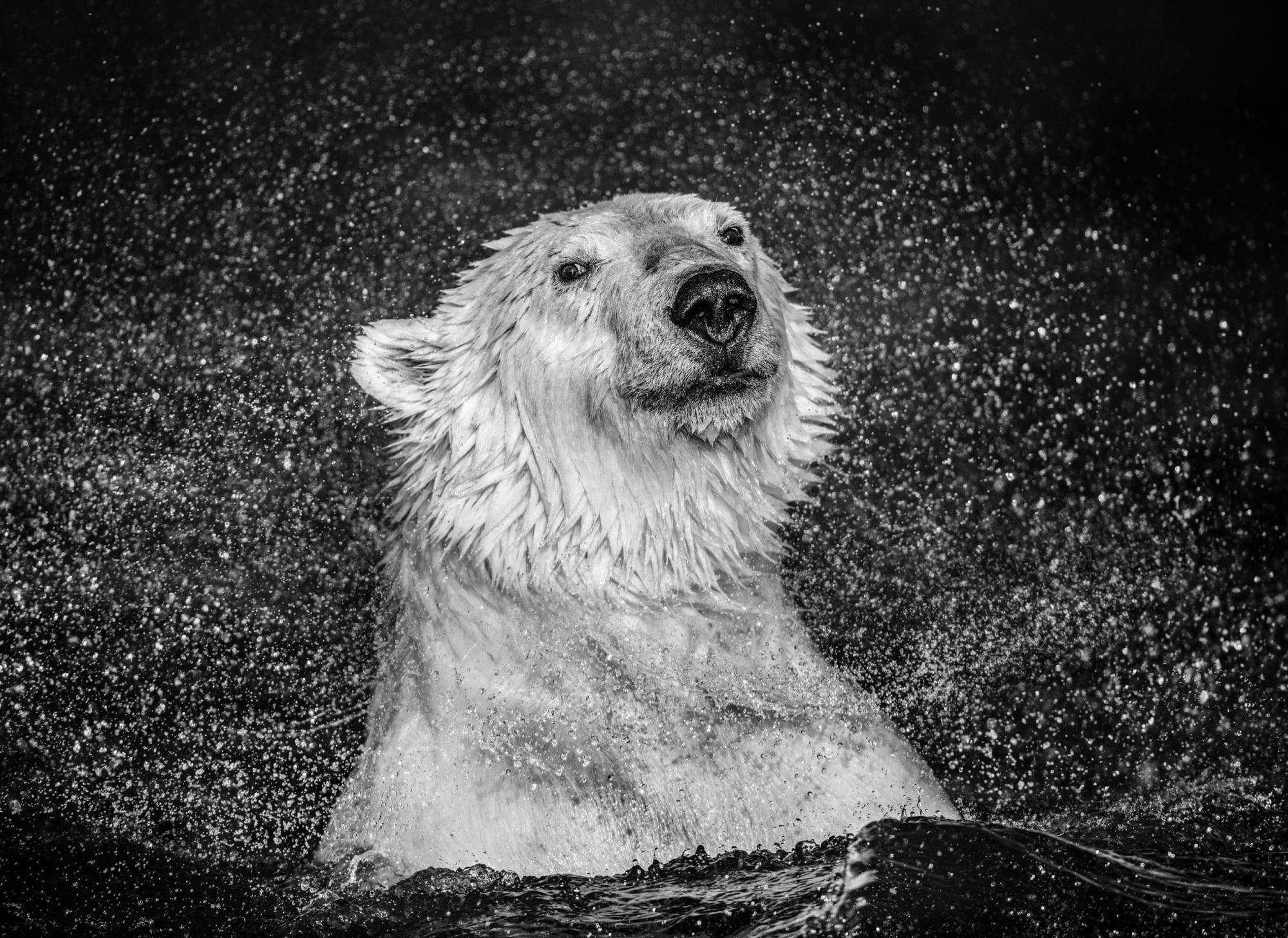 David Yarrow - Open Water By David Yarrow For Sale at 1stDibs