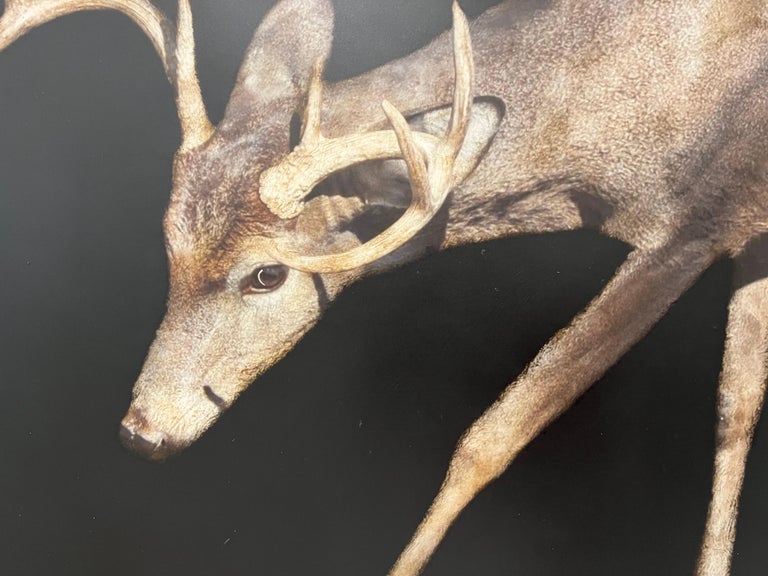 Dawne Raulet - Buck Up by Dawne Raulet Petite Contemporary Mixed Media ...