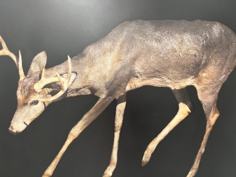 Dawne Raulet - Buck Up by Dawne Raulet Petite Contemporary Mixed Media ...