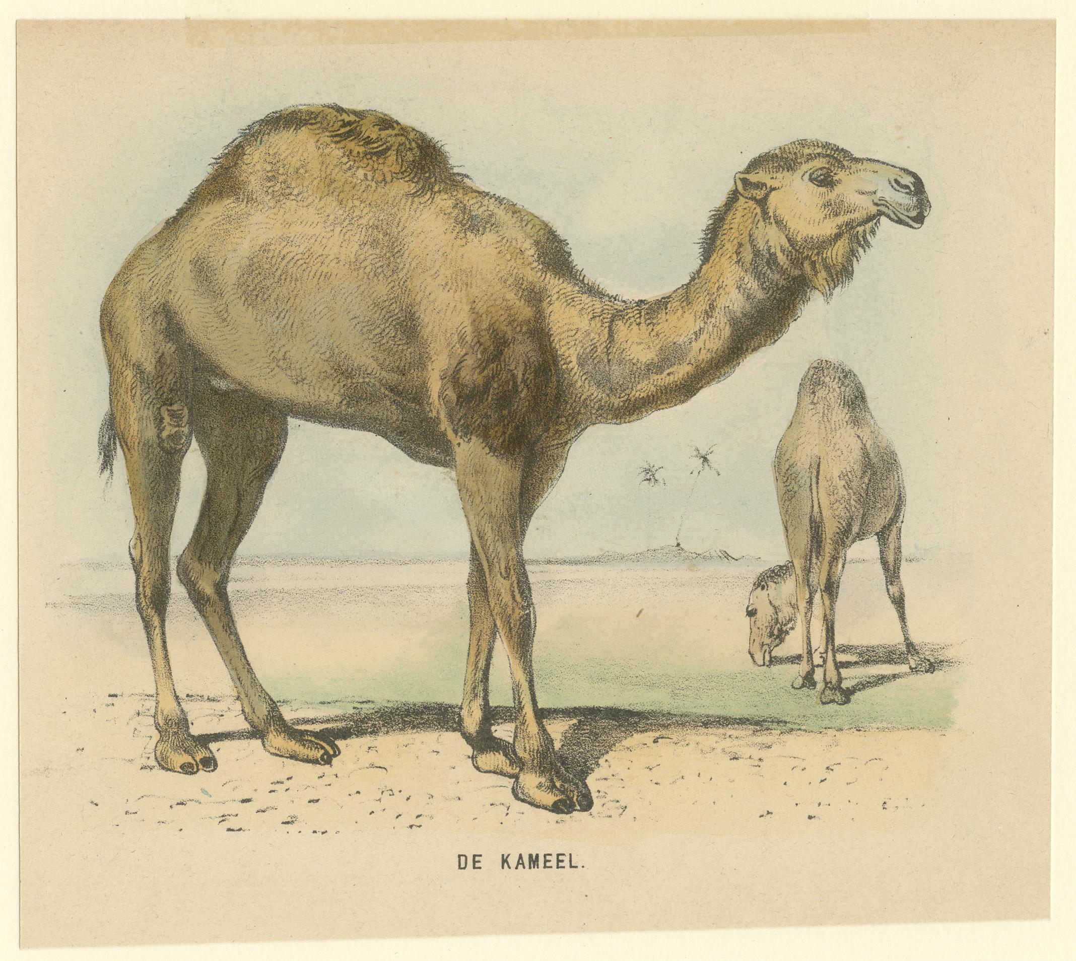 De Kameel: A Vintage Illustration of Camels in the Desert, circa 1900 ...