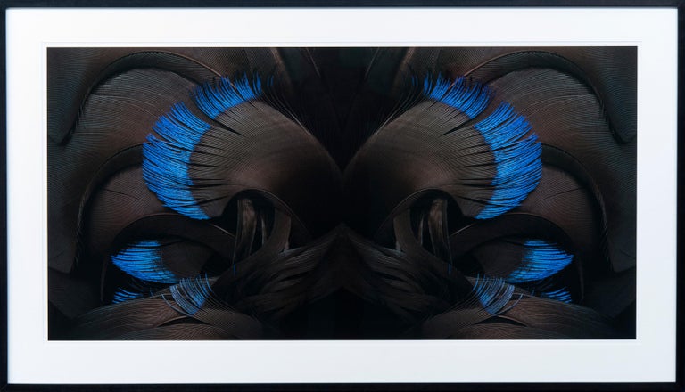 Deborah Samuel - Black Sicklebill IV - detailed, abstracted, feathers ...