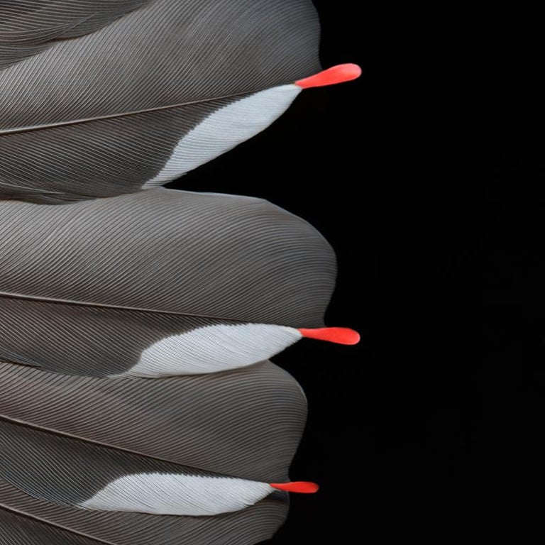 Deborah Samuel - Cedar Waxwing I For Sale at 1stDibs