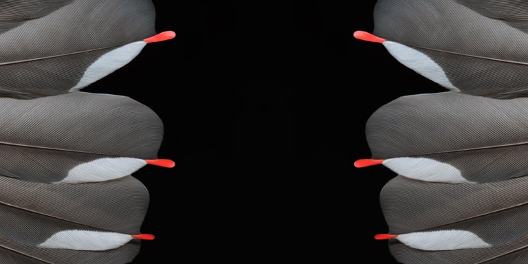 Deborah Samuel - Cedar Waxwing I For Sale at 1stDibs