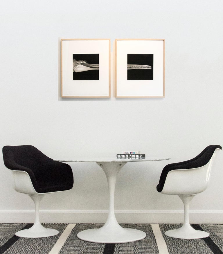 Deborah Samuel - Dolphin I and II For Sale at 1stDibs
