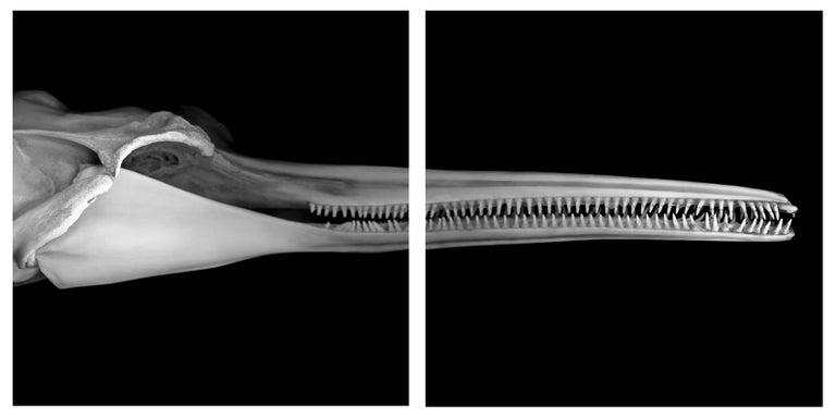 Deborah Samuel - Dolphin I and II For Sale at 1stDibs