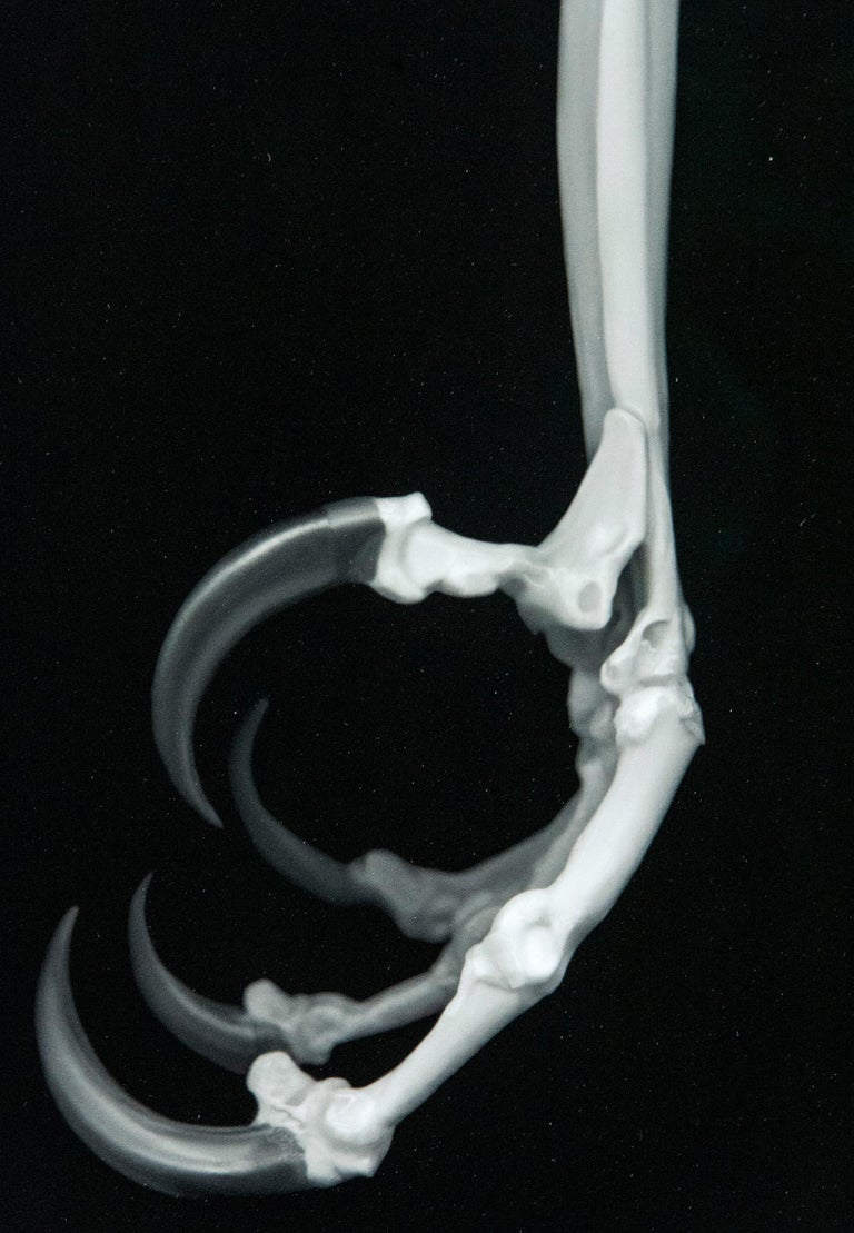 Deborah Samuel - Great Horned Owl I For Sale at 1stDibs