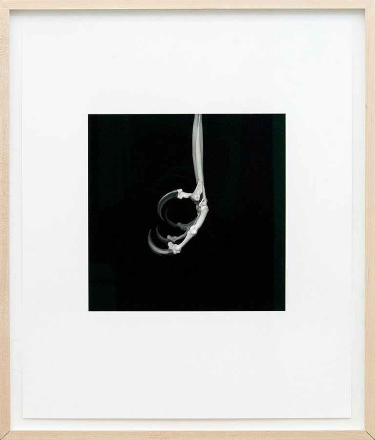 Deborah Samuel - Great Horned Owl I For Sale at 1stDibs