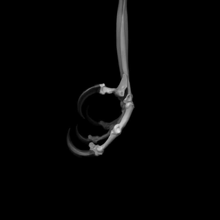 Deborah Samuel - Great Horned Owl I For Sale at 1stDibs