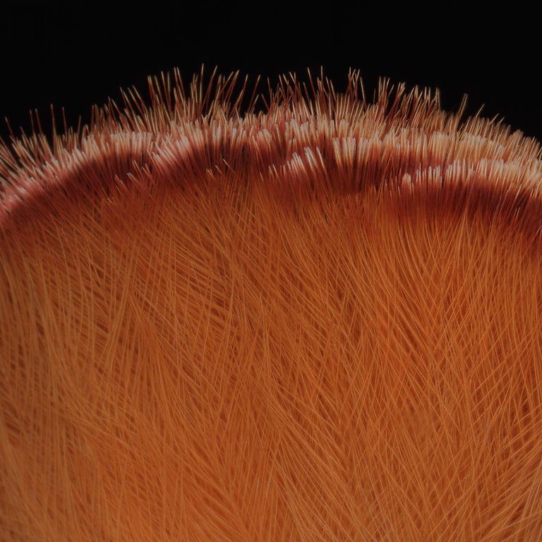 Deborah Samuel - Guianan Cock-of-the-Rock II For Sale at 1stDibs