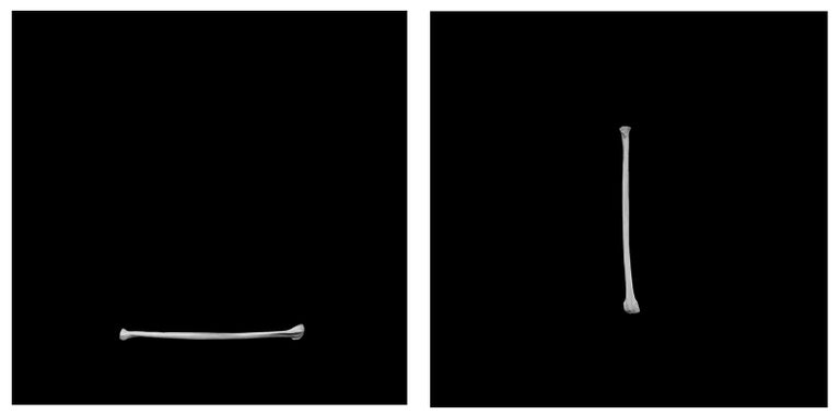 Deborah Samuel - Macaw Bone I, II For Sale at 1stDibs