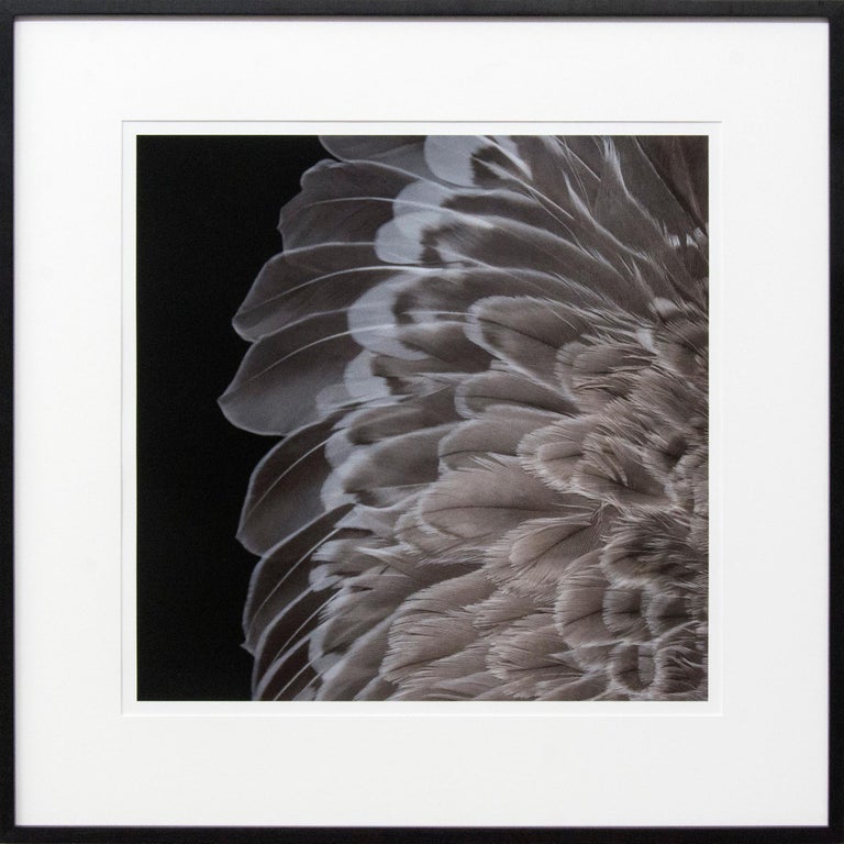 Deborah Samuel - Red Knot I For Sale at 1stDibs