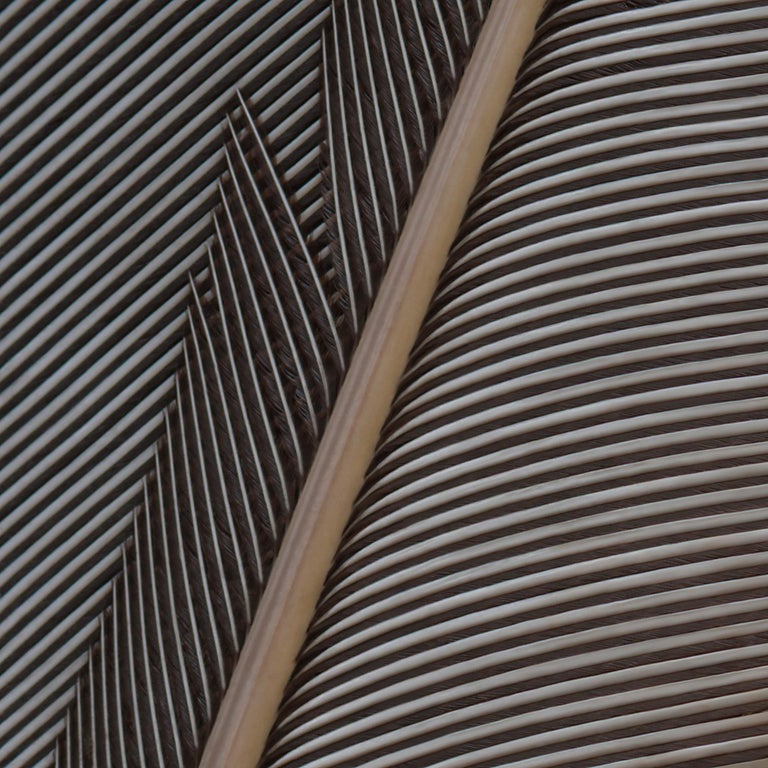 Deborah Samuel - Superbe Lyrebird IX sur 1stDibs