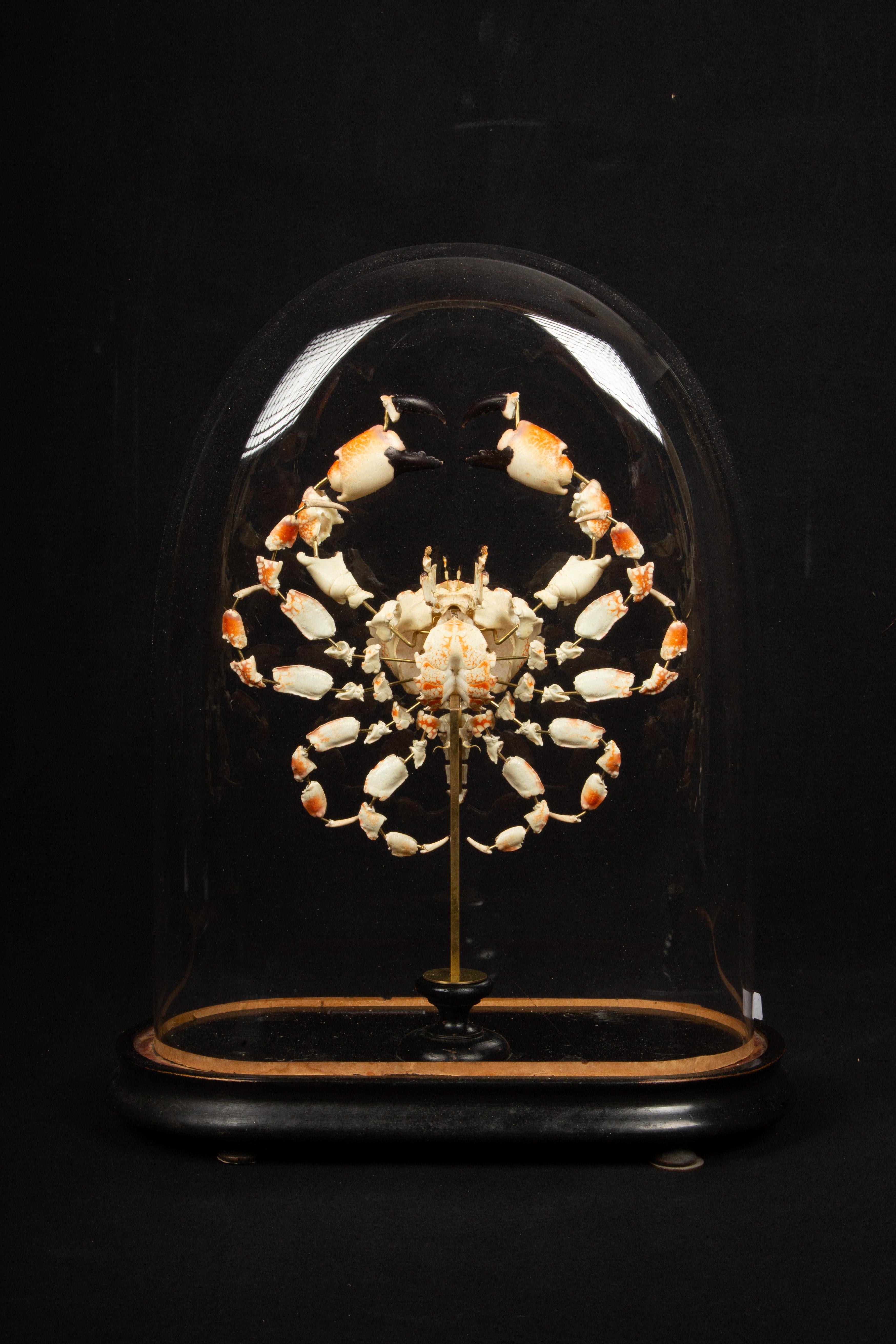 Deconstructed Mosaic Reef Crab (Lophozozymus Pictor) Under Antique ...