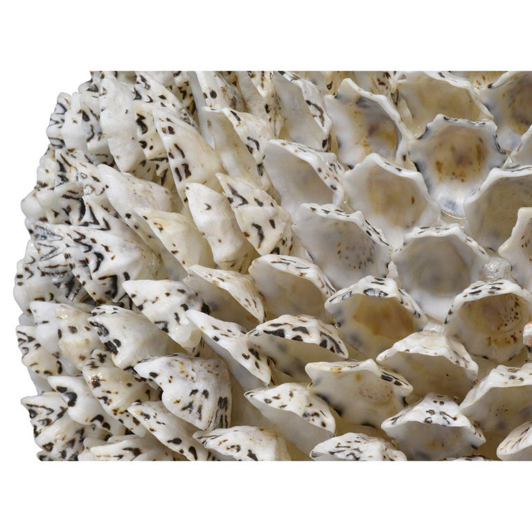 Decoratice Shell Orb For Sale at 1stDibs