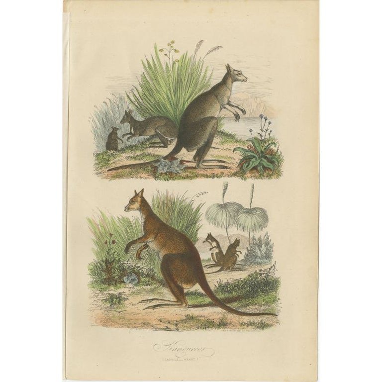 Decorative Antique Handcolored Print of Two Kangaroos in Australia ...