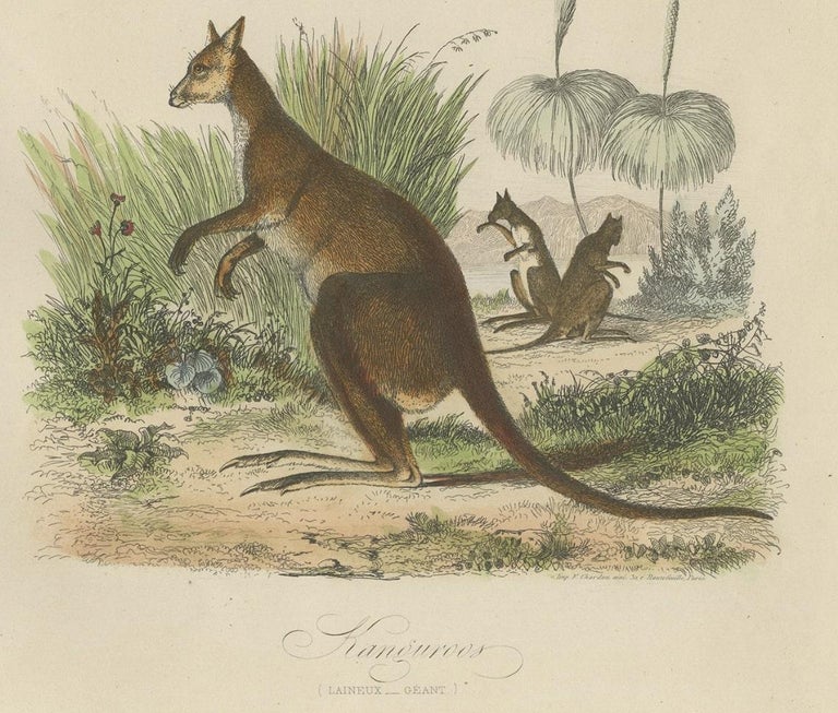 Decorative Antique Handcolored Print of Two Kangaroos in Australia ...