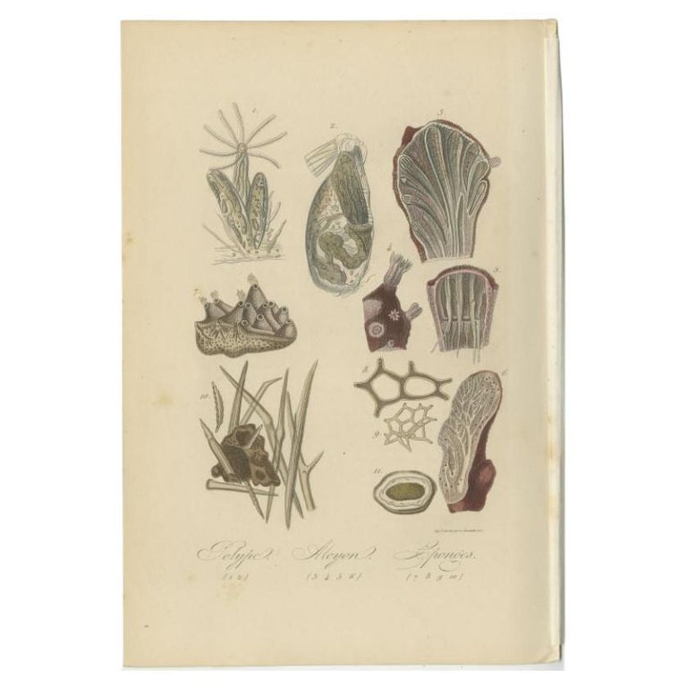 Decorative Antique Print of Various Sponges, Polypes and Other Sealife ...