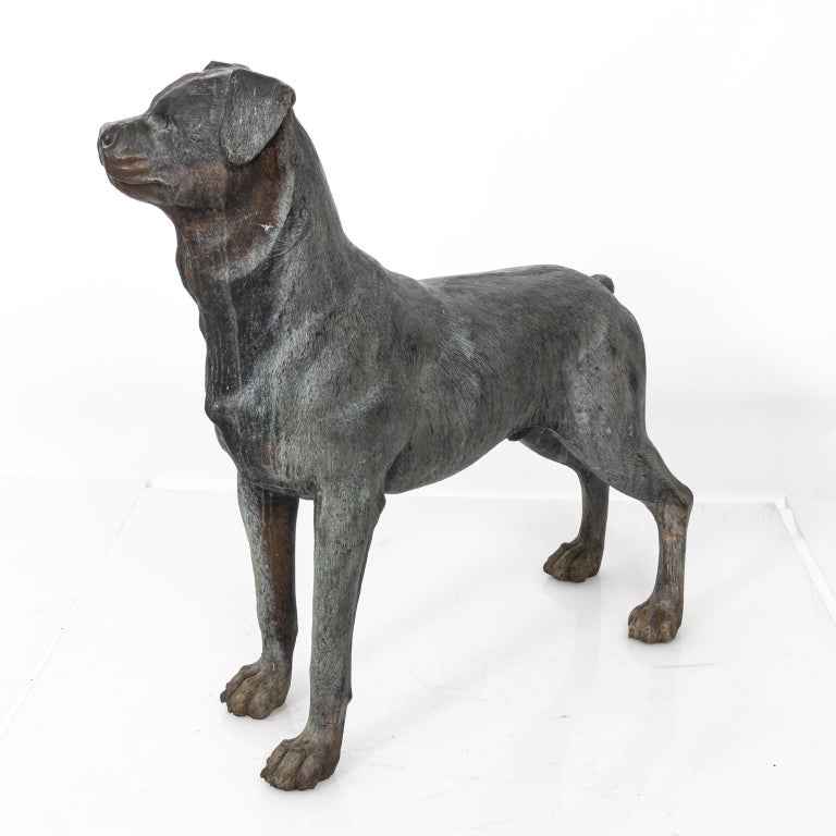 Decorative Bronze Rottweiler Dog Statue at 1stDibs