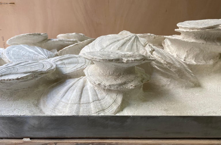 Decorative Pecten Panel with Metal Frame For Sale at 1stDibs