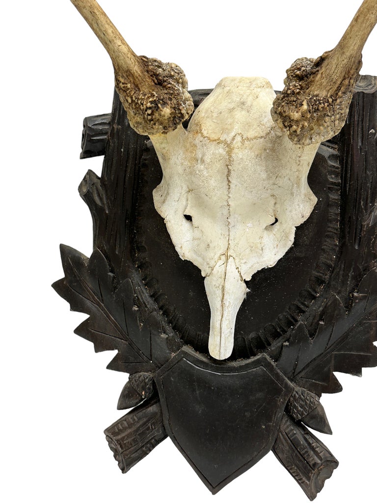 Deer Antler Trophy on Large Black Forest Wood Carved Plaque, 1910s For ...