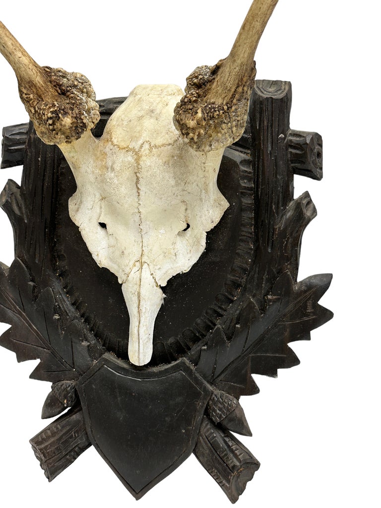 Deer Antler Trophy on Large Black Forest Wood Carved Plaque, 1910s For ...