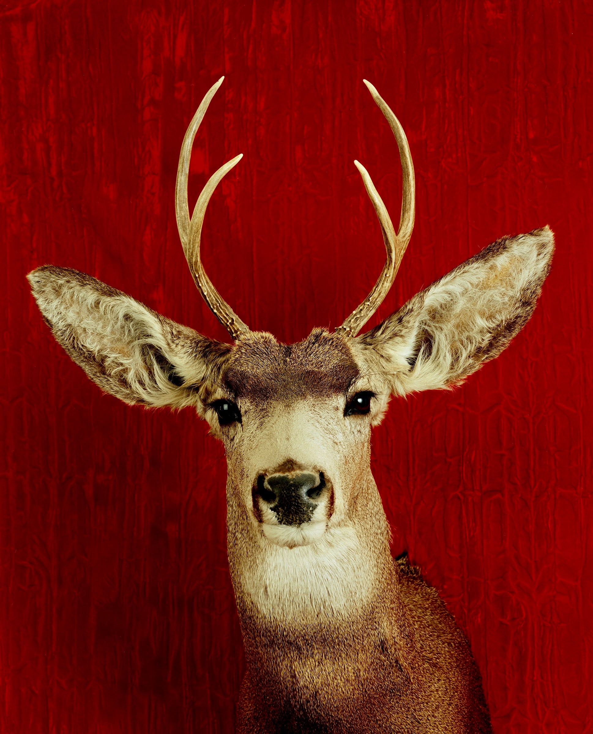 Deer Portrait by Tasha Ostrander For Sale at 1stDibs